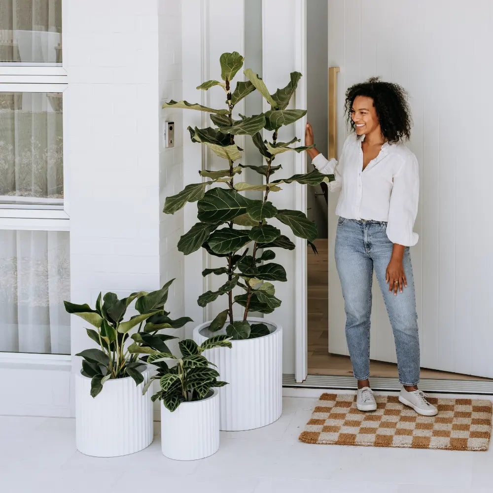 Slugg Clusters – The Balcony Garden EU